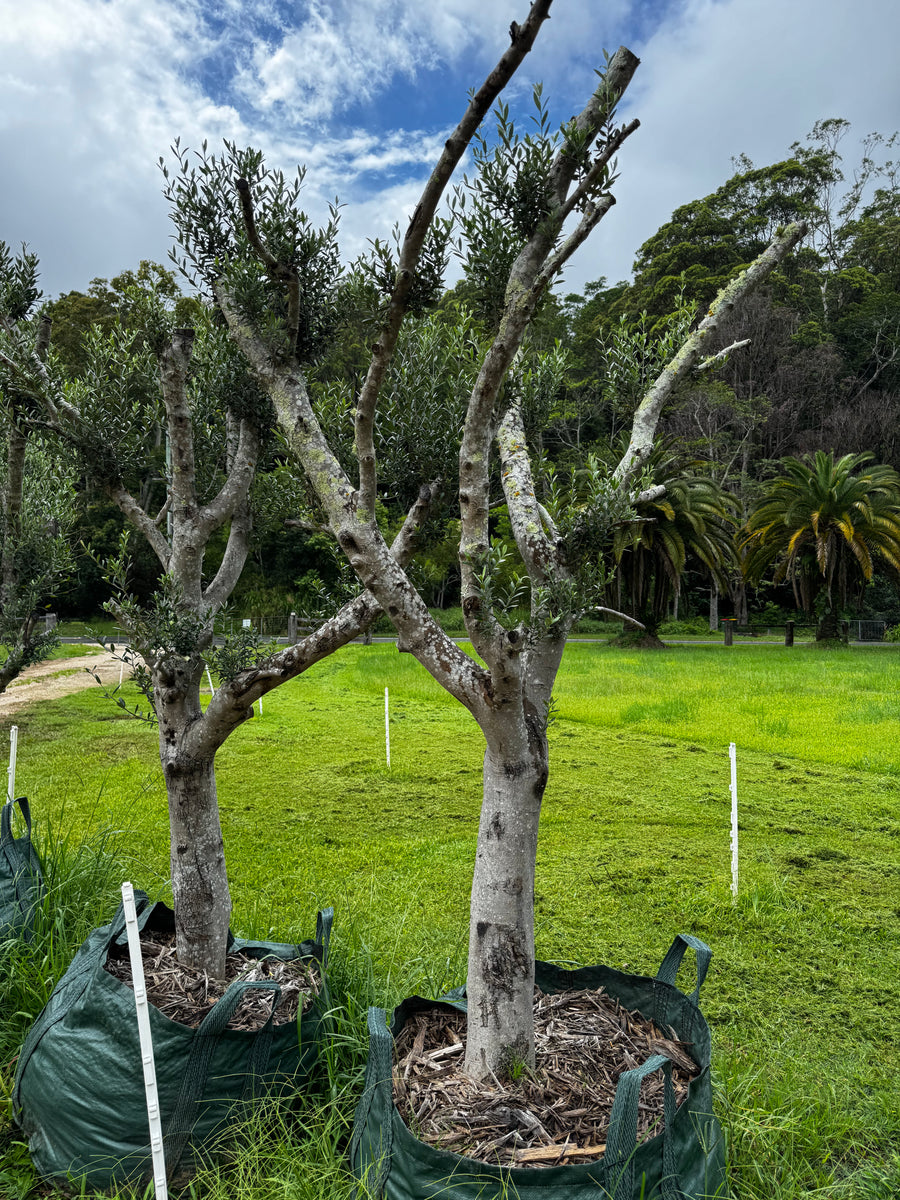 Olea Europaea – Elegant & Hardy Olive Trees for Mediterranean Gardens ...
